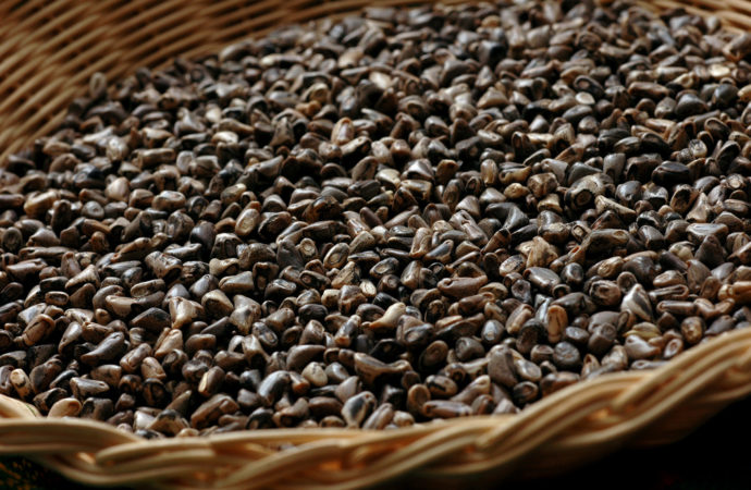 Teosinte: modern corn’s ancient ancestor