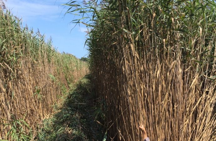 Ecologists working to manage invasive reeds on Six Nations