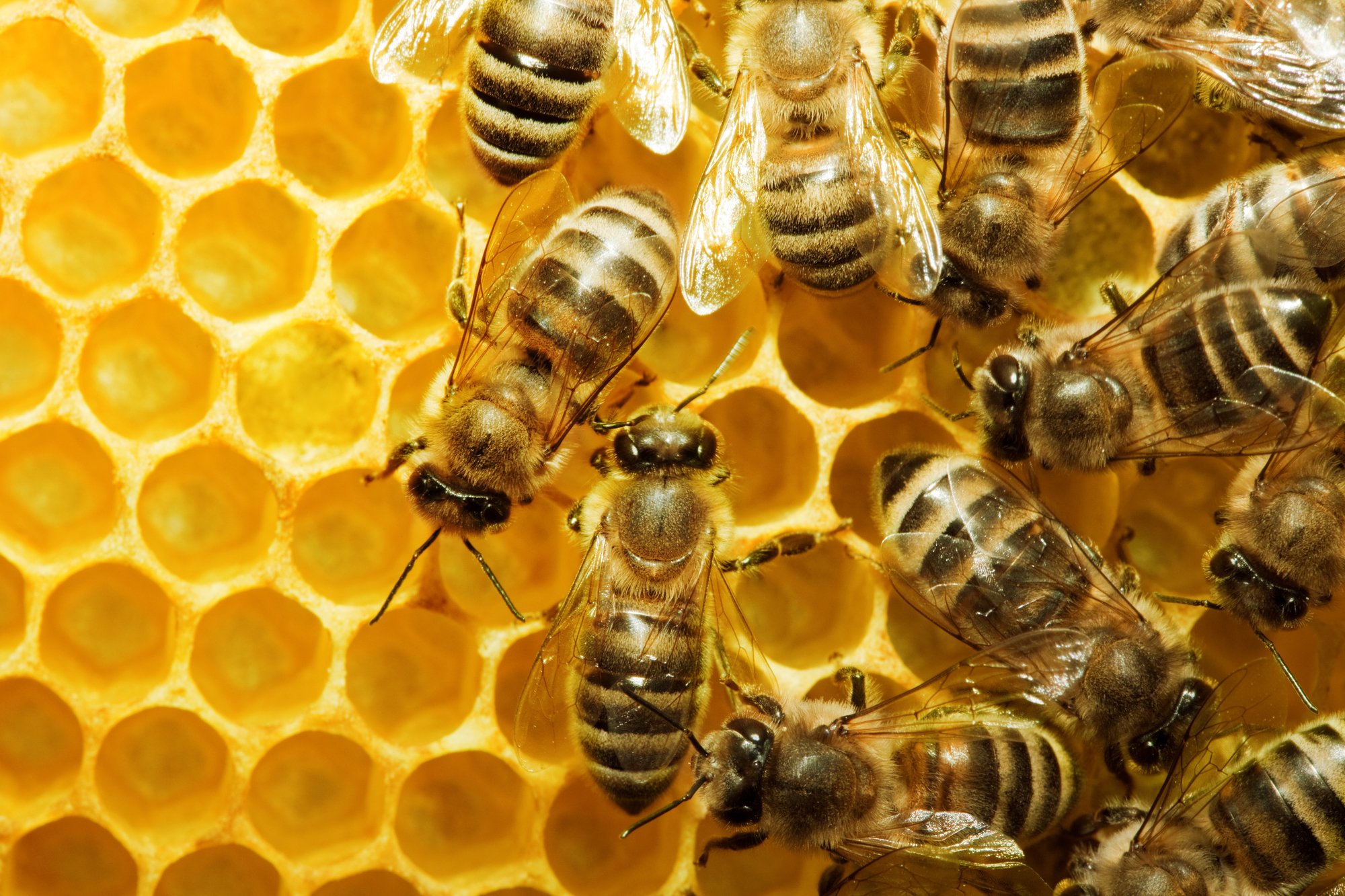 World Bee Day is May 20: Ways you can help protect this critical insect