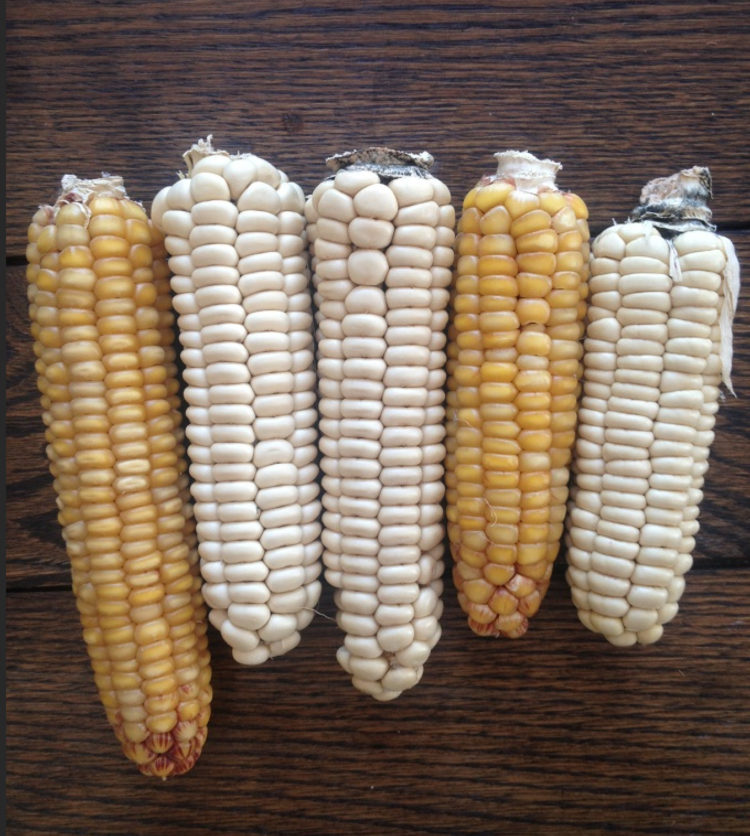 White corn as sustenance and cultural reclamation